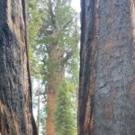 Transformative Outdoor Day Retreat Among the Giant Sequoias - Frequently Asked Questions