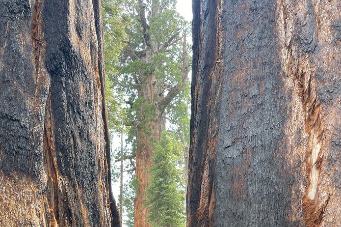 Transformative Outdoor Day Retreat Among the Giant Sequoias - Frequently Asked Questions