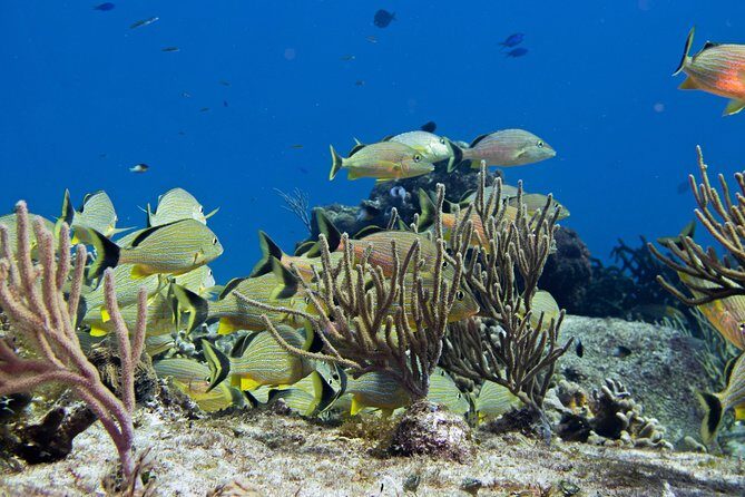 Try dive in Cozumel island - What’s Included and What Costs Extra