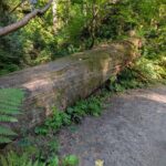 Tryon Creek Eco-tour With a Master Naturalist - Who Will Love This Tour?