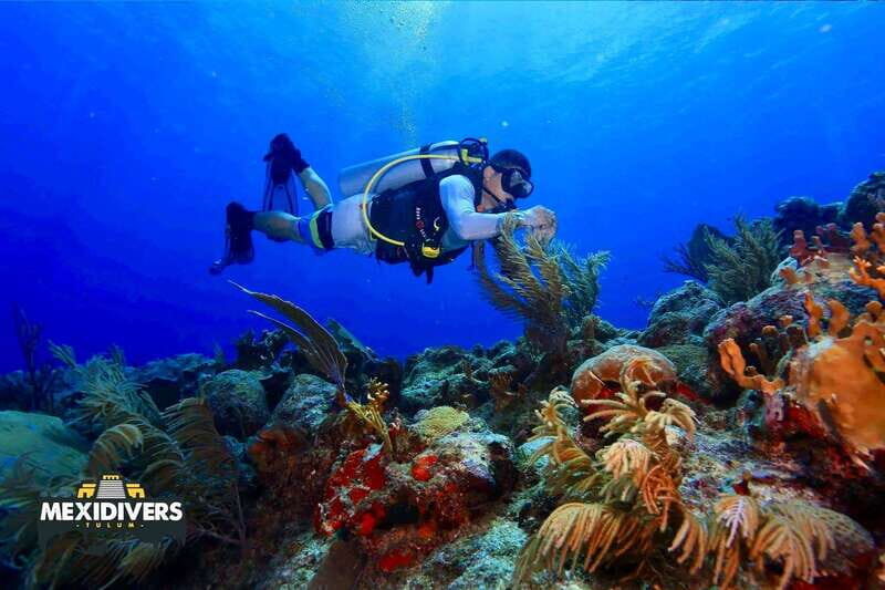 Tulum: 2 Tank Reef Diving - Introduction to the Tour