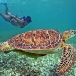 Tulum Adventure Ruins & swim in Akumal Beach & Cenote from Cancun - FAQ