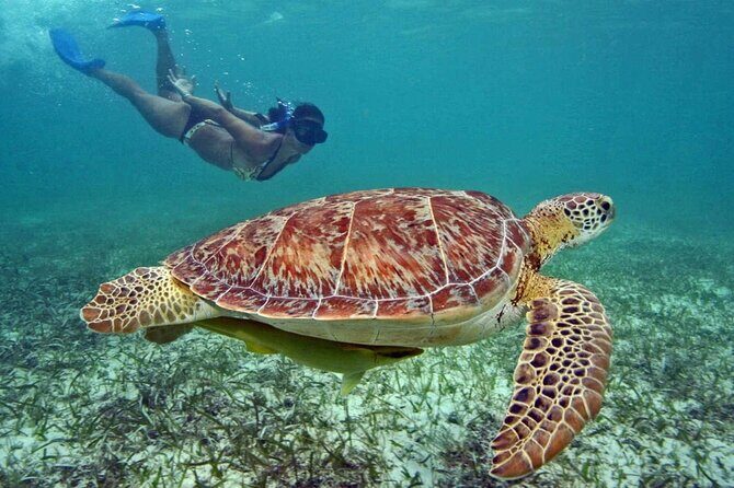 Tulum Adventure Ruins & swim in Akumal Beach & Cenote from Cancun - FAQ