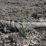 Tulum Private Boat Tour & Turtle Snorkeling Experience - What’s Included and What’s Not