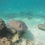 Tulum: Reef Snorkel Tour - What to Expect and Why it Matters