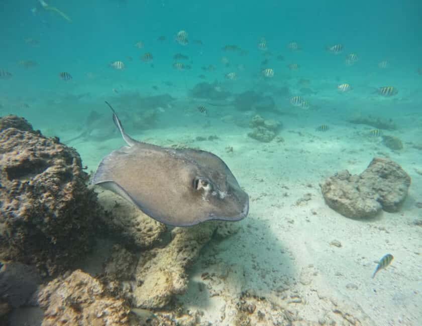 Tulum: Reef Snorkel Tour - What to Expect and Why it Matters
