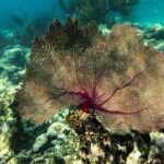 Tulum Ruins and Turtle Search at Akumal Plus Underground Cenote - Who Is This Tour Best For?