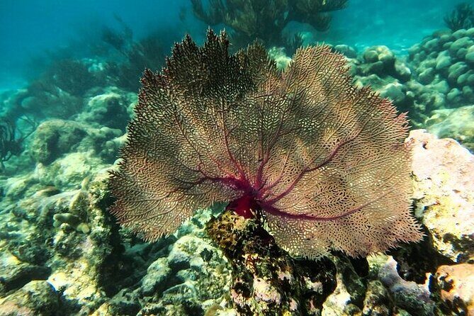 Tulum Ruins and Turtle Search at Akumal Plus Underground Cenote - Who Is This Tour Best For?
