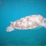 Tulum ruins swim with turtles in Akumal and Cenote - What’s Included and What’s Not