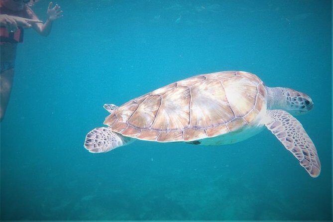 Tulum ruins swim with turtles in Akumal and Cenote - What’s Included and What’s Not