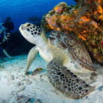 Tulum: Try Scuba Diving Adventure | Cenote + Reef in Tulum - What You Can Expect from the Tour
