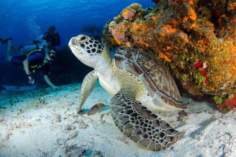 Tulum: Try Scuba Diving Adventure | Cenote + Reef in Tulum - What You Can Expect from the Tour