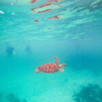 Tulum: Turtle Sighting at Akumal! Undergound Cenote - Who Is This Tour Best For?