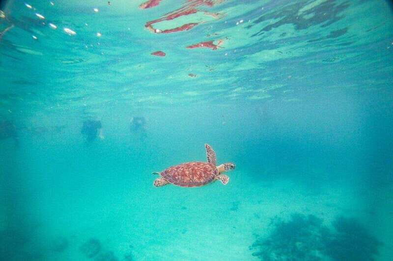 Tulum: Turtle Sighting at Akumal! Undergound Cenote - Who Is This Tour Best For?