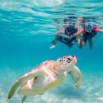 Tulum VIP Private Tour with Sea Turtles & Cenote  Award-Winning - The Experience in Perspective: Is It Worth the Cost?
