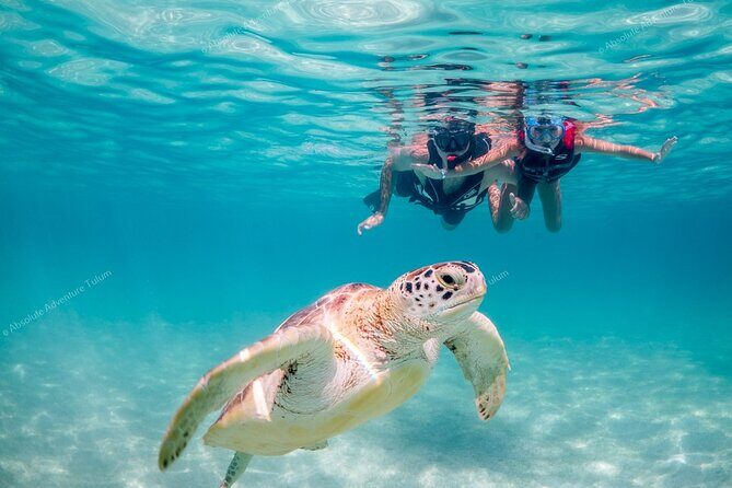 Tulum VIP Private Tour with Sea Turtles & Cenote  Award-Winning - The Experience in Perspective: Is It Worth the Cost?