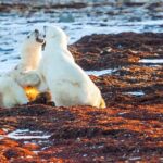 Tundra Buggy Autumn Day Tours - The Experience: Pros and Cons in Detail
