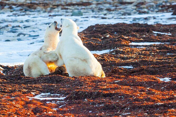 Tundra Buggy Autumn Day Tours - The Experience: Pros and Cons in Detail