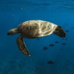 Turtle Canyon Snorkel Adventure in Waikiki - What Makes the Experience Special?