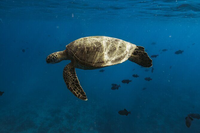 Turtle Canyon Snorkel Adventure in Waikiki - What Makes the Experience Special?