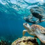 Turtle Encounter Private Tour  Swim with Sea Turtles & Cenote - Authentic Encounters and Real Traveler Insights