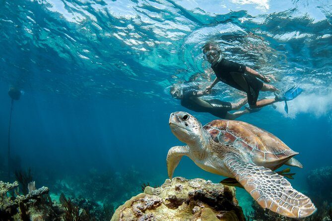 Turtle Encounter Private Tour  Swim with Sea Turtles & Cenote - Authentic Encounters and Real Traveler Insights