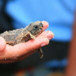 *Turtle Hatching + 3 Palos Lagoon Boat Ride & Crocs Farm - Practical Details and Considerations