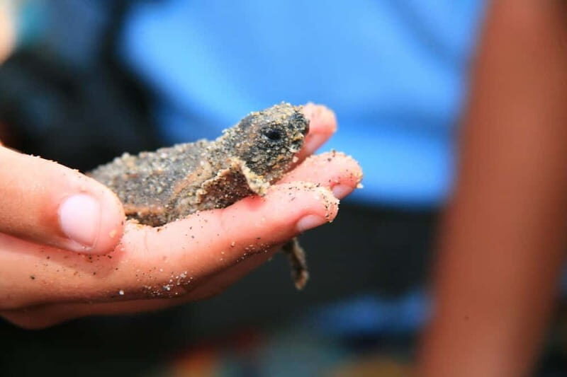 *Turtle Hatching + 3 Palos Lagoon Boat Ride & Crocs Farm - Practical Details and Considerations