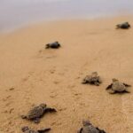 Turtle Release and Bioluminescence - Detailed Review of the Experience