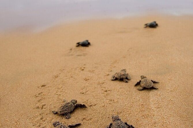 Turtle Release and Bioluminescence - Detailed Review of the Experience
