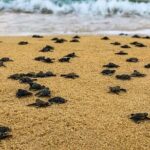 Turtle Release at Escobilla Beach - The Itinerary in Detail