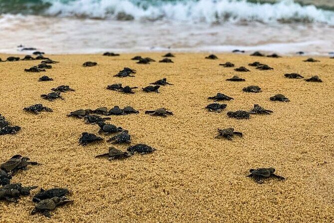 Turtle Release at Escobilla Beach - The Itinerary in Detail