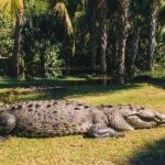 Turtle Release Escobilla Sanctuary and crocs in Ventanilla. - The Itinerary in Detail