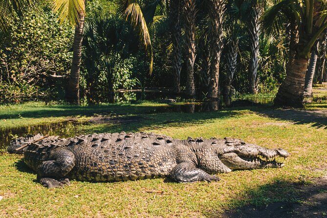 Turtle Release Escobilla Sanctuary and crocs in Ventanilla. - The Itinerary in Detail