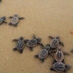 Turtle Release Playa Blanca - Who Would Love This Experience?