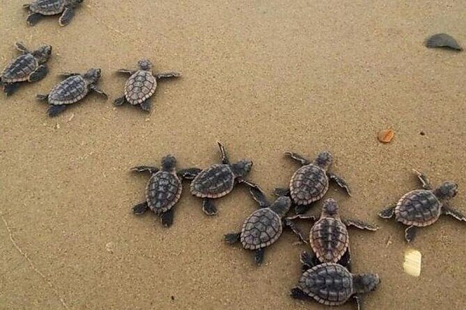 Turtle Release Playa Blanca - Who Would Love This Experience?