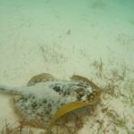 Turtle Snorkeling in Akumal - Who Should Book This Tour?