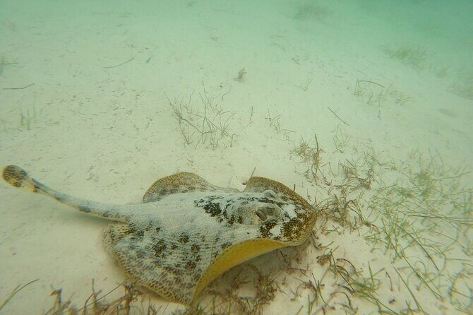 Turtle Snorkeling in Akumal - Who Should Book This Tour?