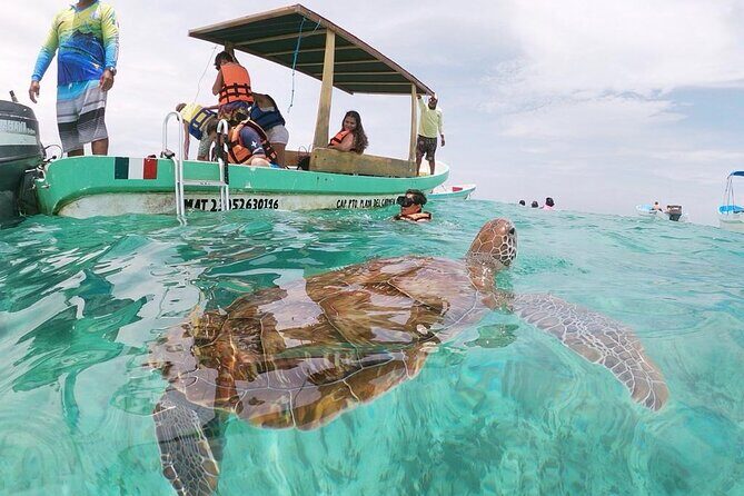 Turtle Swim, Lunch and Underground Cenote Private Tour - Detailed Breakdown of the Itinerary