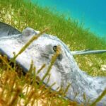 Turtles and Cenote from Riviera Maya - Why This Tour Excels for Travelers