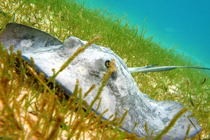 Turtles and Cenote from Riviera Maya - Why This Tour Excels for Travelers