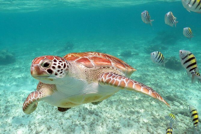 Turtles and Cenote snorkeling activity from Riviera Maya - Transportation and Group Size: Why They Matter