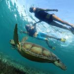 Turtles and Cenote Snorkeling Activity from Tulum - Who Would Enjoy This Tour?