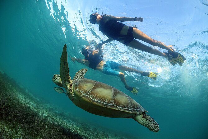 Turtles and Cenote Snorkeling Activity from Tulum - Who Would Enjoy This Tour?