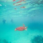 Turtles & Cenote! Half Day from Riviera Maya & Playa del Carmen - The Sum Up