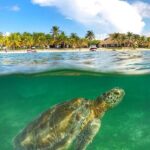 Turtles & Tulum Ruins! Round Transportation from Tulum City - Lunch and Akumal’s Natural Beauty