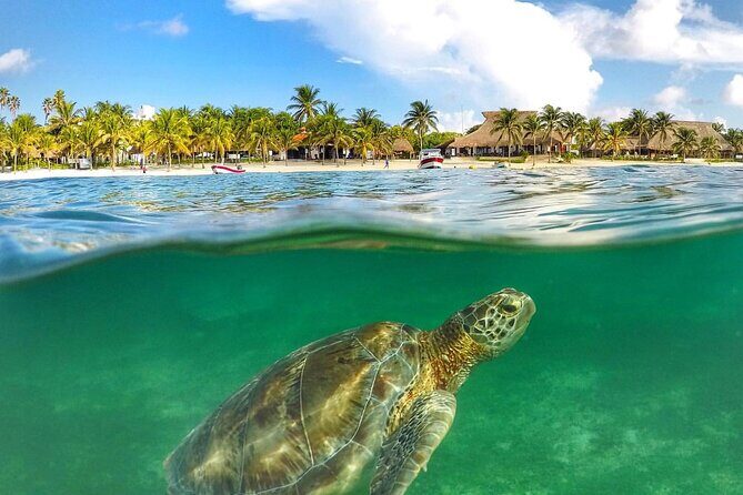 Turtles & Tulum Ruins! Round Transportation from Tulum City - Lunch and Akumal’s Natural Beauty