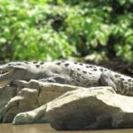 Tuxtla Gutierrez: Sumidero Canyon River and Chiapa de Corzo - Analyzing the Value and Experience