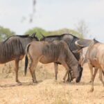 Two Days Safari by Train - Stage 1: The Early Departure and Train Ride
