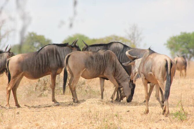 Two Days Safari by Train - Stage 1: The Early Departure and Train Ride